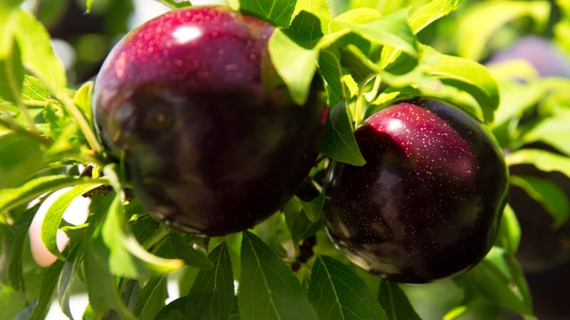 Accidental Queensland plums a 'cracking piece of fruit'