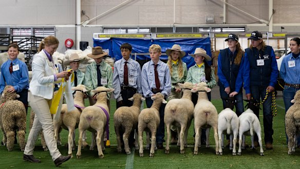 Royal Easter Show: School sheep competition