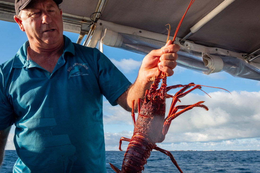 How to visit Western Australia’s Abrolhos islands, where lobsters reign ...