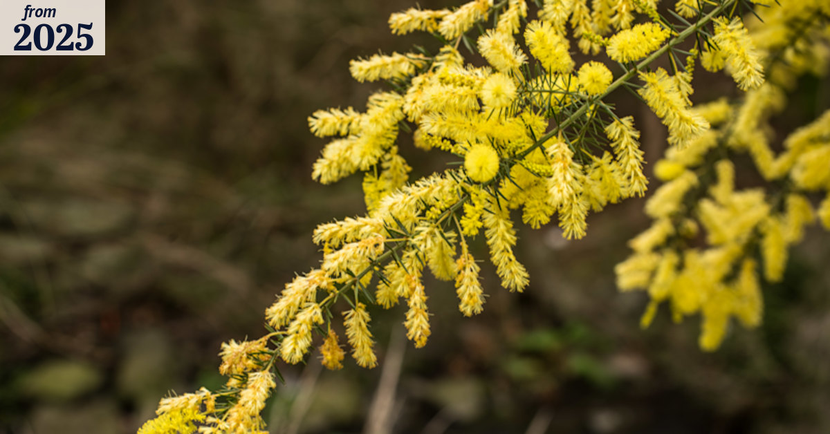 Wattle Day is a natural choice for birthday bash