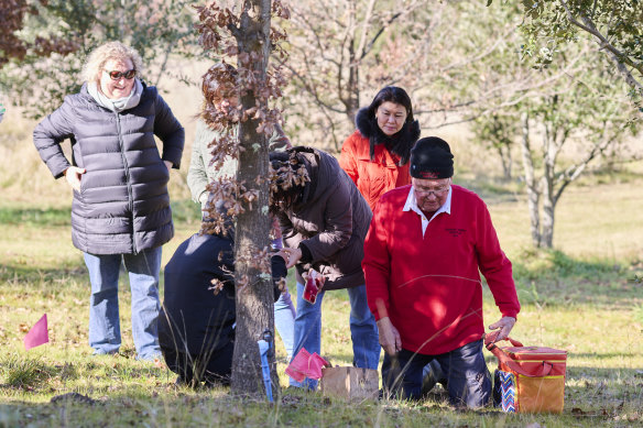 Truffle growers excited about bumper season