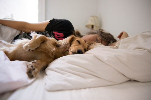 Dog tired: how pets are taking over our beds