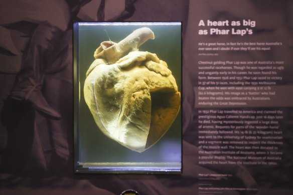 Killing Phar Lap: ‘Fake’ heart DNA tested amid battle to solve mystery ...
