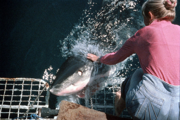 What to do if a shark attacks you: Valerie Taylor