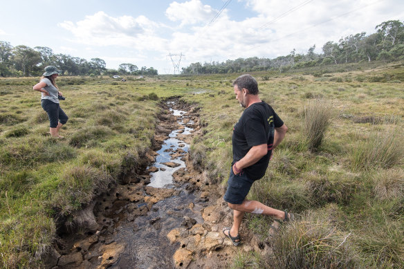 Wild horse culls to go ahead in Alpine National Park
