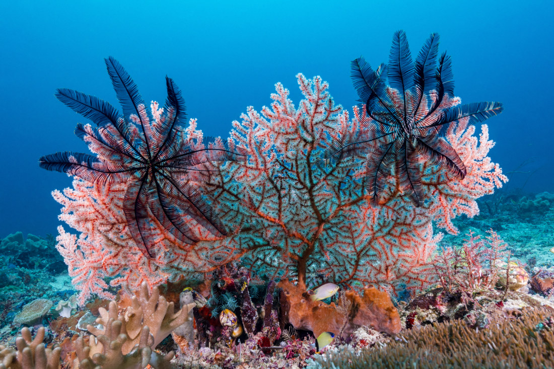 Scuba diving at Sorido Bay Resort at West Papua’s Raja Ampat ...