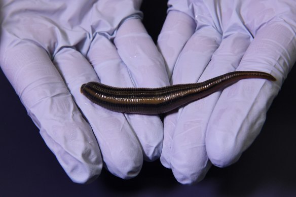 How Sydney's last leeches saved a man's severed fingers