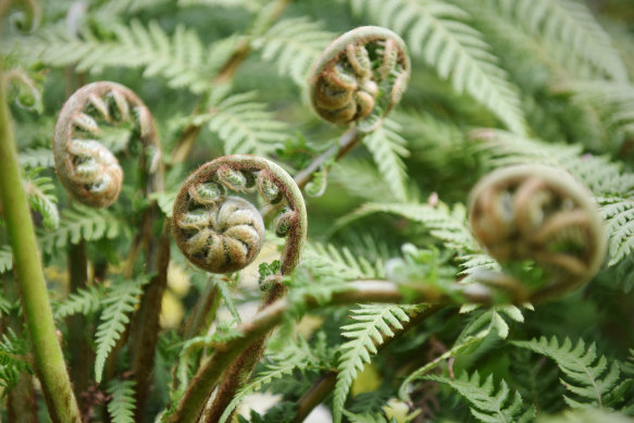 Ferns in 'exquisite detail': An armoured dinosaur's last meal