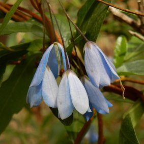 Celebrating native weeds