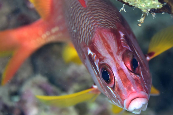 Great Barrier Reef marine life found with eyes able to see in low light