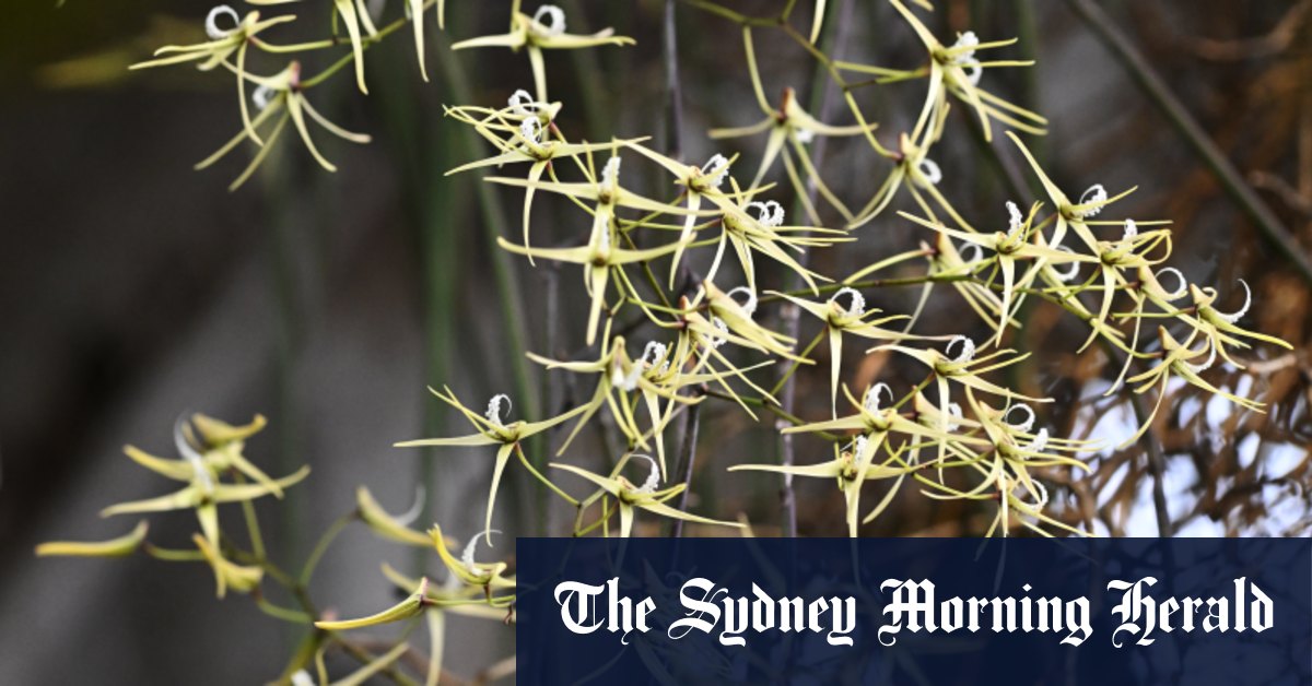 In late winter, this flower turns from a rat into a beautiful bride