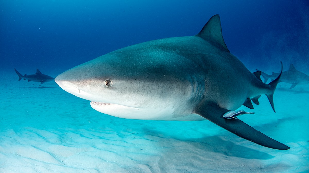 Shark cull: Fisherman petitions government to relax fishing ...
