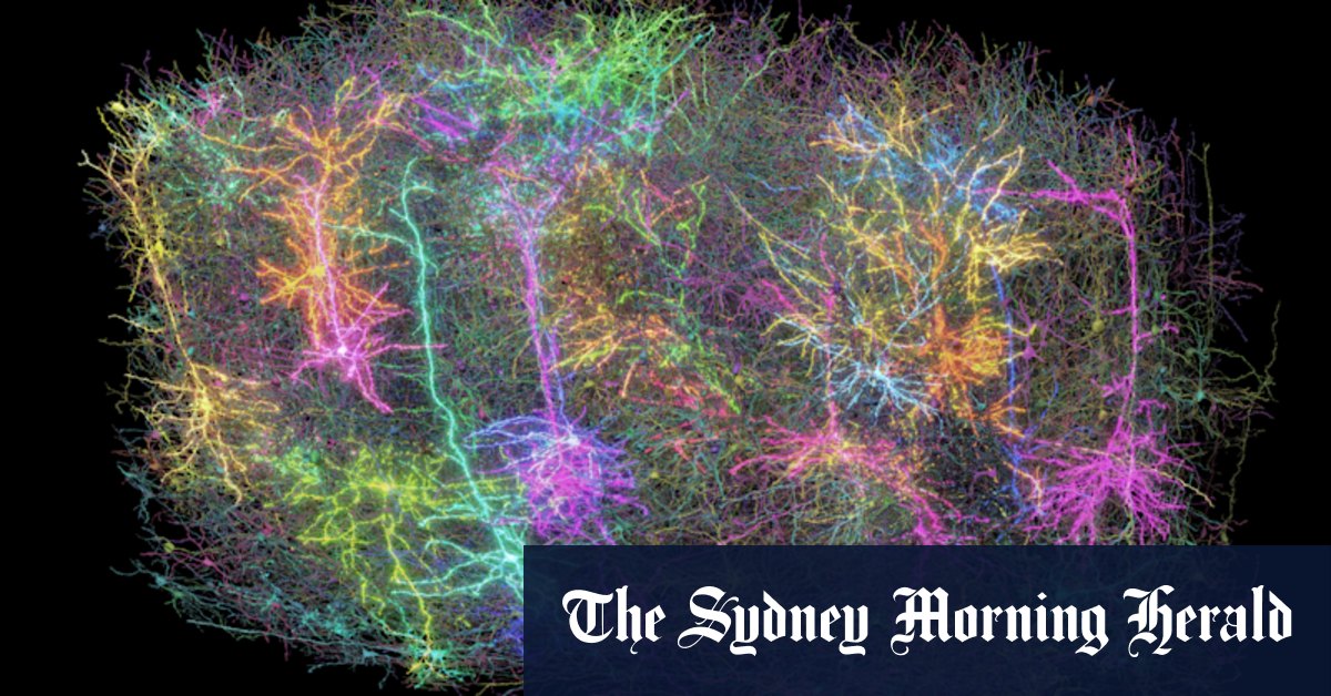 How the brain works: Mouse watches The Matrix, his neurons light hope ...