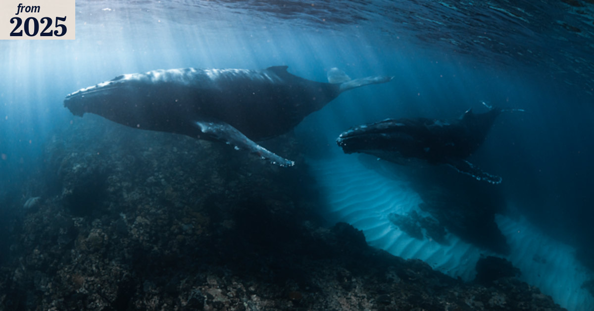 Exmouth Gulf marine park: WA government announces historic protections ...