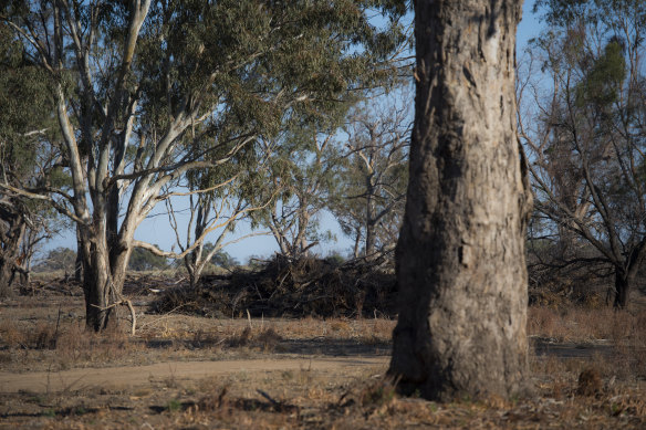 Land clearing, biodiversity loss cause by NSW’s native vegetation laws