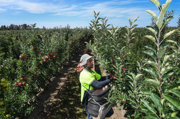 Victorian workers offered almost $2500 to pick fruit amid coronavirus ...