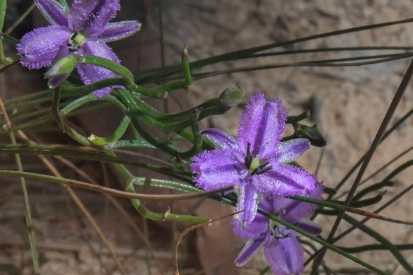 ‘Getting your orchid eye in’: All abloom as Anglesea puts on a dazzling ...