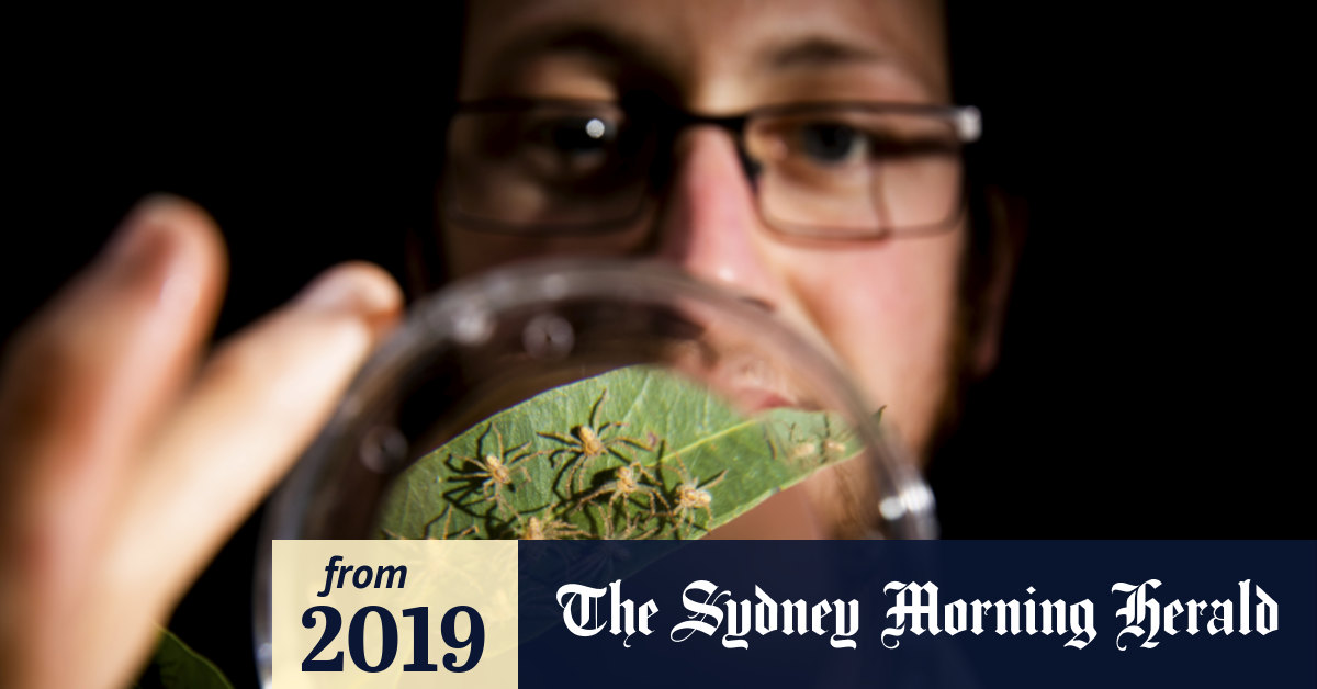 Hundreds of baby golden huntsman spiders born at Taronga Zoo