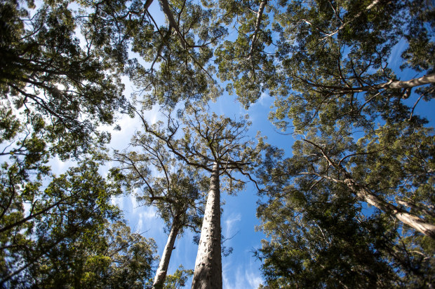 Carbon challenge: Careful harvest of native forests is key to carbon capture