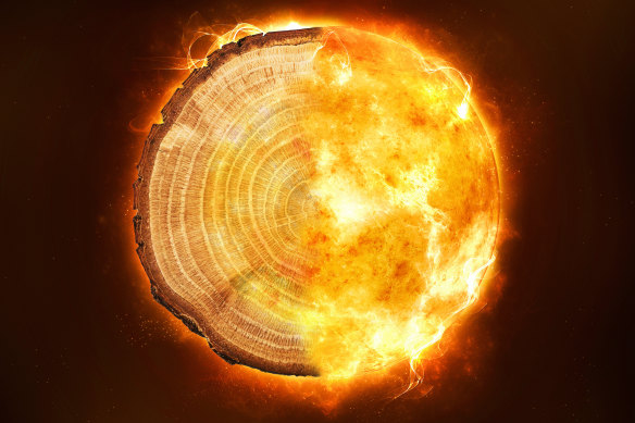 Tree rings capture proof of enormous radiation storms