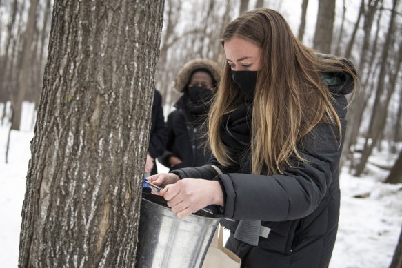Maple heist: Man behind ‘great Canadian maple syrup heist’ fined $9.5 ...