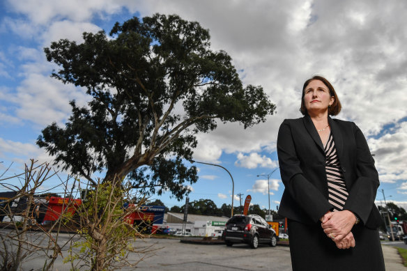 Councils banding together to save historic river red gums from the axe