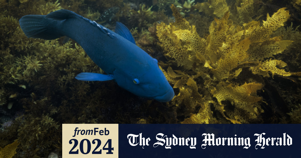 Blue Groper: NSW government outlaws fishing for protected species