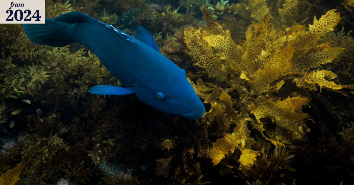 Blue Groper: NSW government outlaws fishing for protected species
