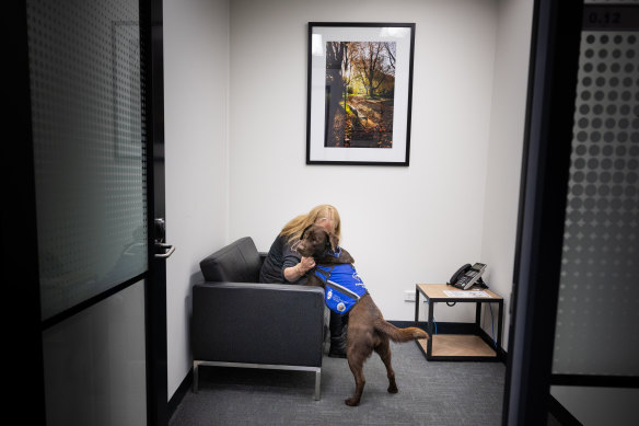 Court therapy dogs: Lucy the labrador changing the lives of victims of ...