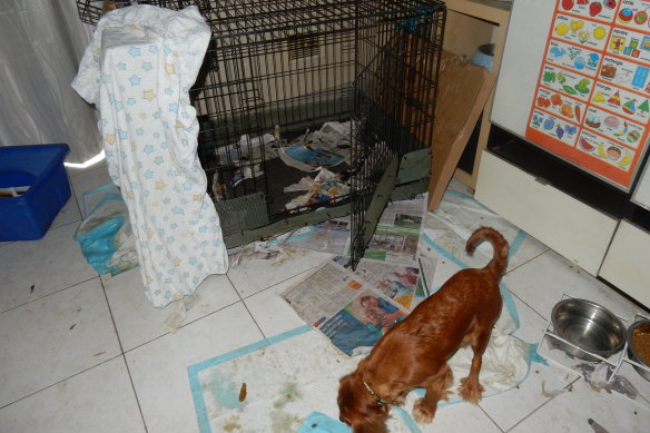 Lifetime ban urged for Perth puppy farmer with ‘dreadful history’ of ...