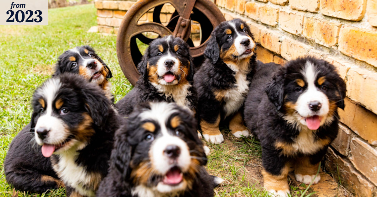 NSW election 2023: Dog breeders criticise Animal Justice Party, Greens