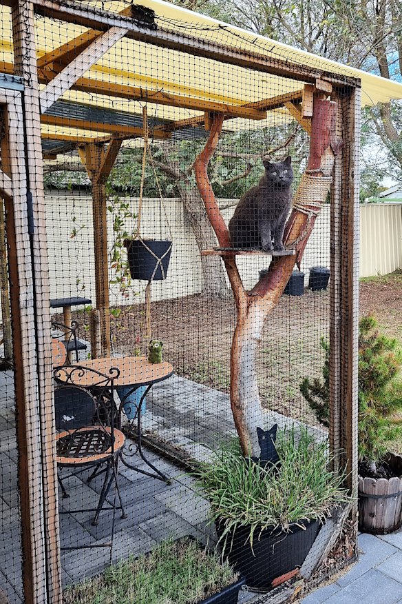 Perth cat owners adopt cat enclosures