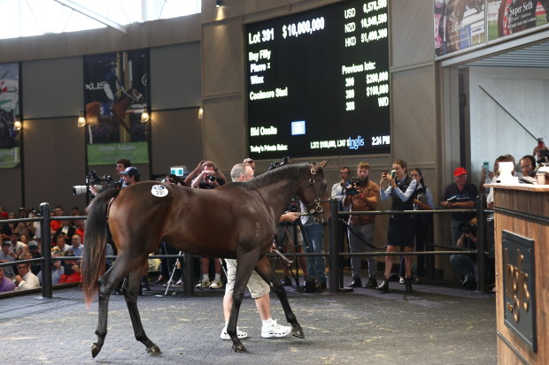 Winx’s foal smashes Australian records in $10 million sale