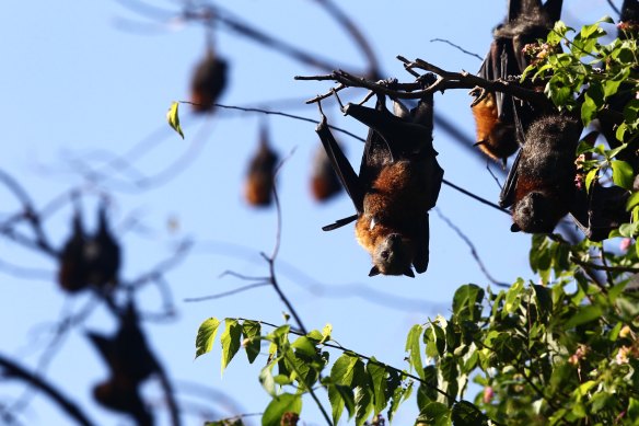 Land clearing, climate change directly linked to Hendra virus outbreaks