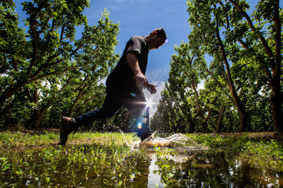 Cherry prices ready to pop as La Nina dampens stone fruit harvest