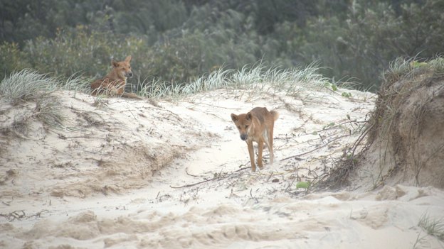dingo attack fraser