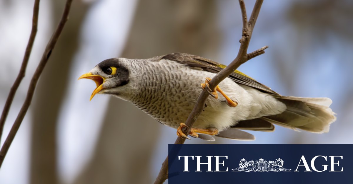 Noisy miner birds are taking over Melbourne, with our help