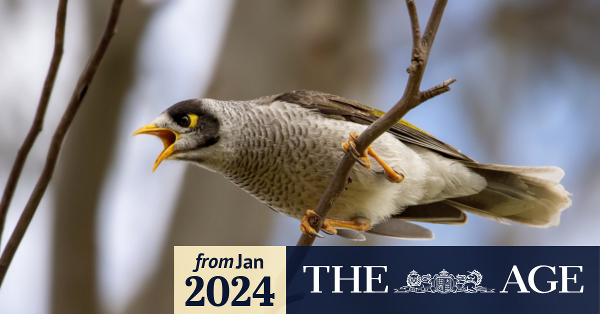Noisy miner birds are taking over Melbourne, with our help