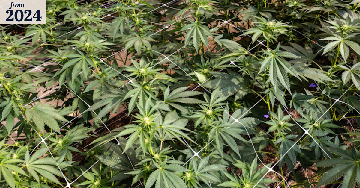 Medicinal cannabis Australia: Montu launches legal action against The Age