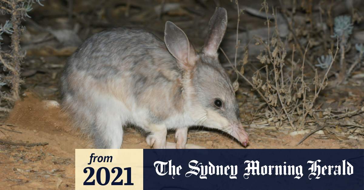 Fenced-off regions to help make greater bilbies great again in NSW