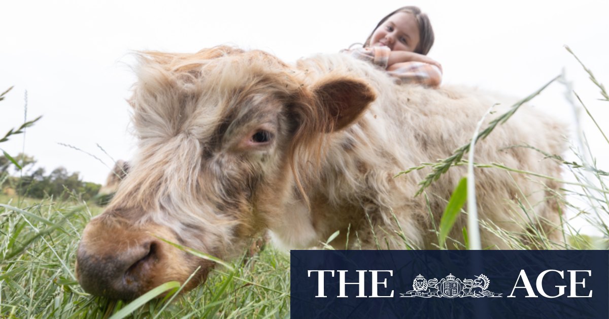 Miniature highland cattle and babydoll sheep: The hobby farmers ...