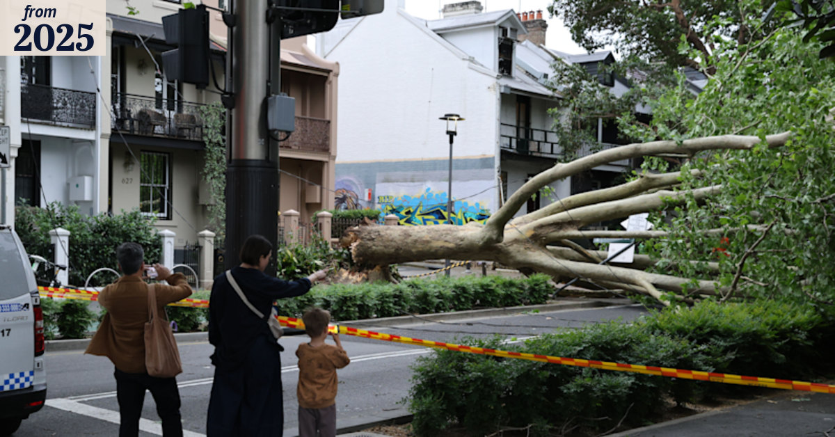 Wild winds hit Sydney felling trees across the city, after burst of ...