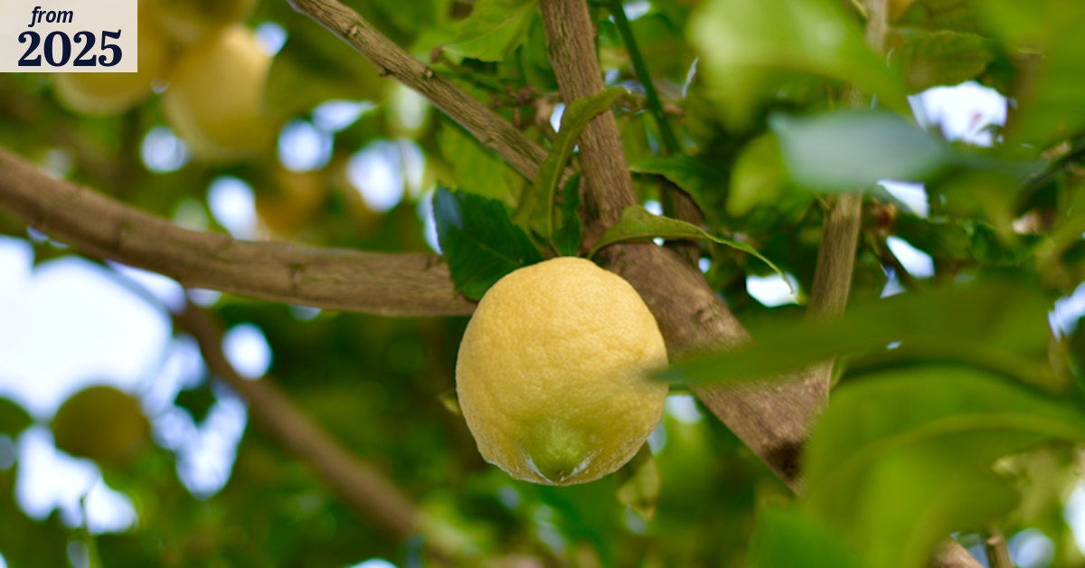 Citrus: Easy to grow and at its best right now