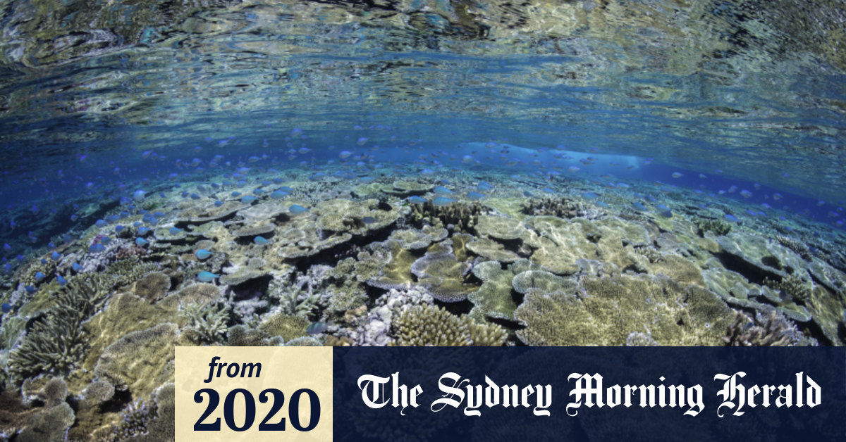 Dramatic loss of corals drown out even worse worries for Great Barrier Reef