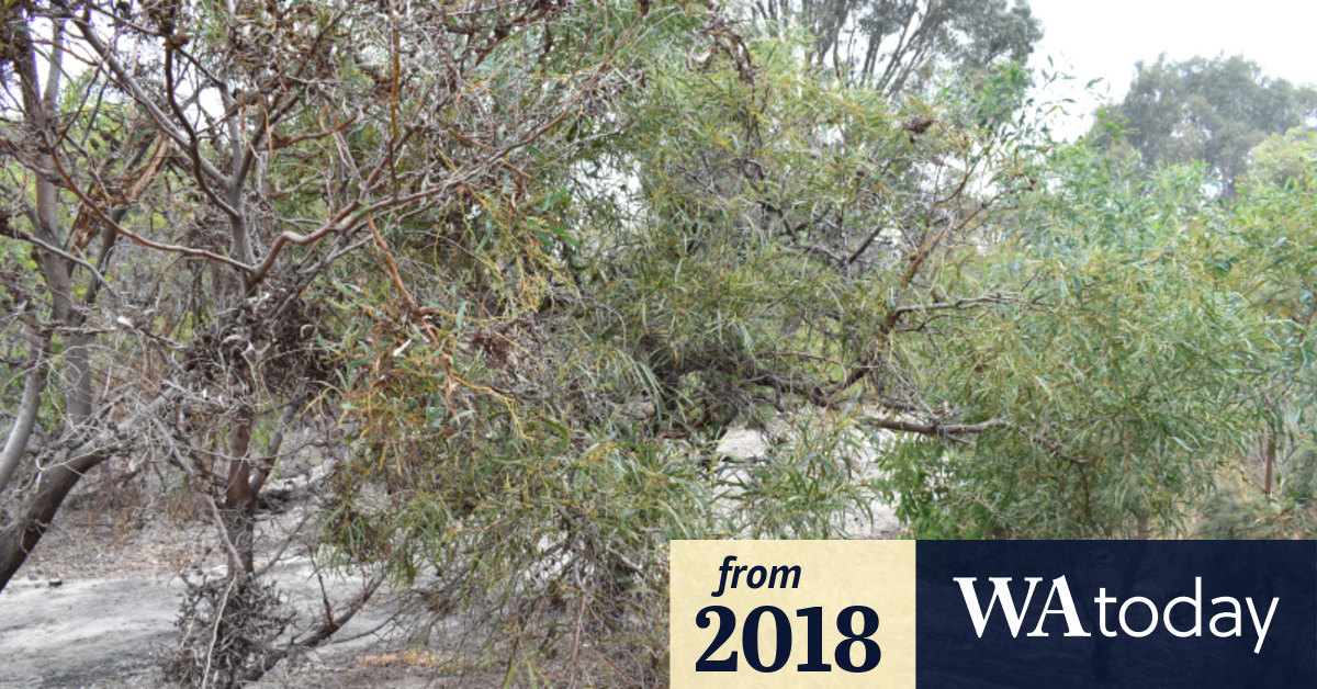 Campaigners fear Perth's green spaces 'up for grabs' as four-year ...