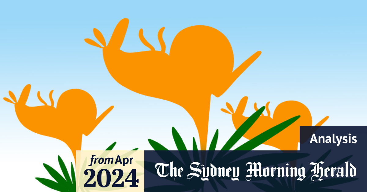 Rugby 2024: Wallabies coach Joe Schmidt likely to opt for Super Rugby ...