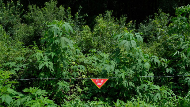Peace more of a threat than land mines in Korea's DMZ
