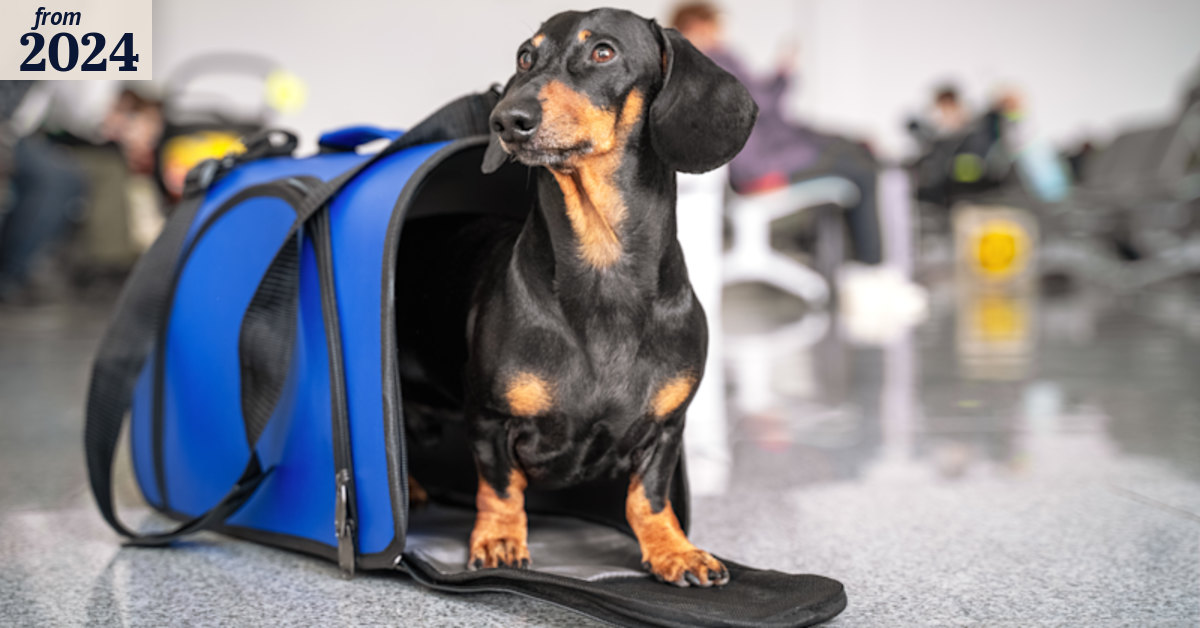 Which airline is promising pets as passengers? Take the Brisbane Times Quiz