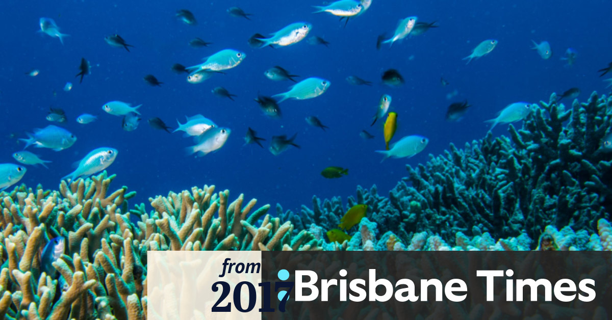 Great Barrier Reef health improves but forecast to fall short of 2025 ...