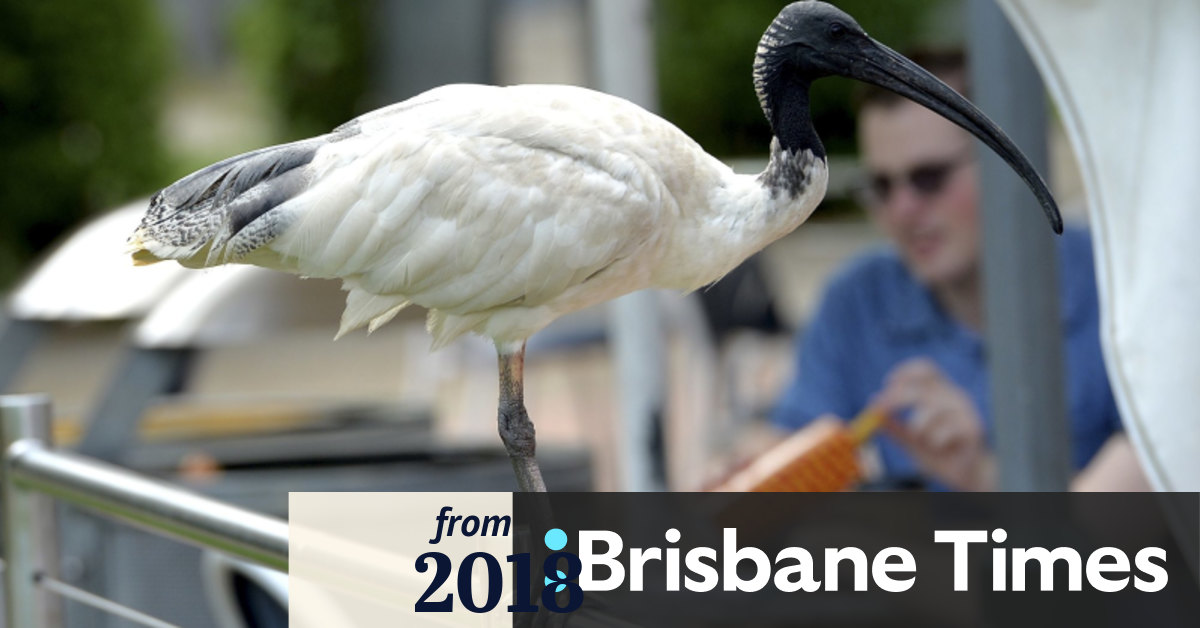 In ancient Egypt, the penalty for killing a ‘bin chicken’ was death